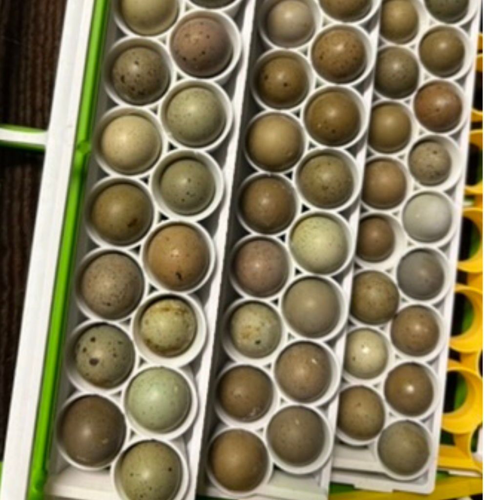 Standard & Button Quail Egg Rails for Cimuka®/Hatching Time® Incubator