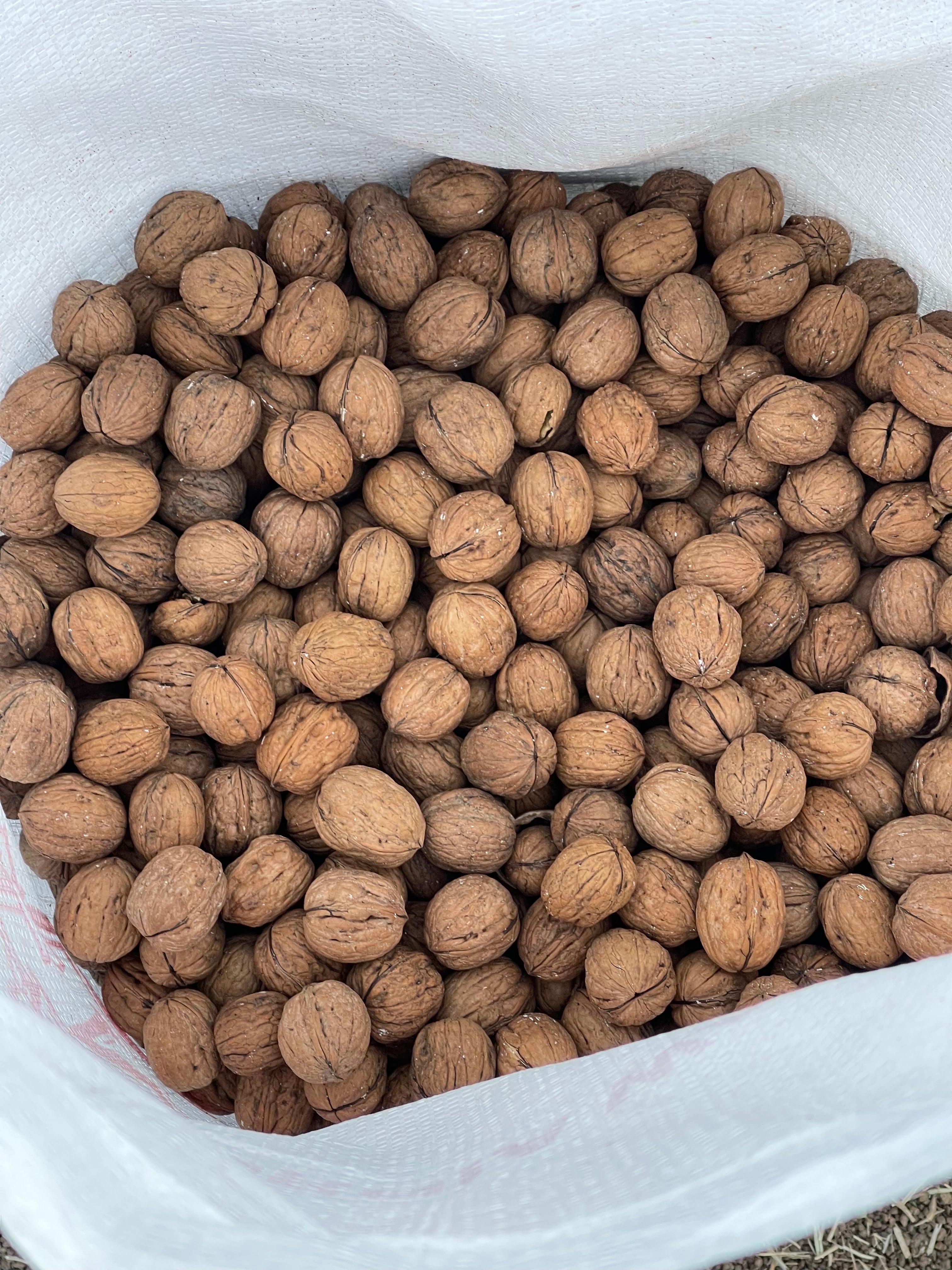 Walnuts 10 lb Winters Ranch