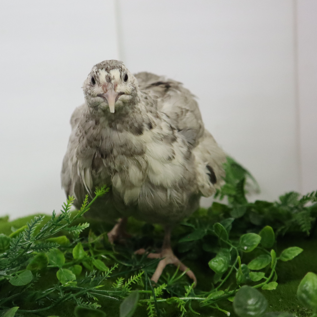 Andalusian Coturnix Quail Hatching Eggs