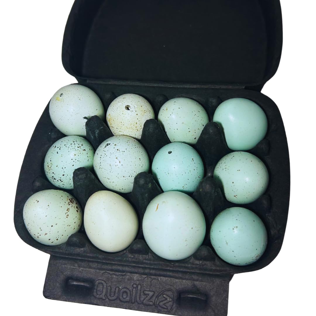 Hollowed Celadon Quail Eggs (Count of 10) Empty Natural Eggs for Craft