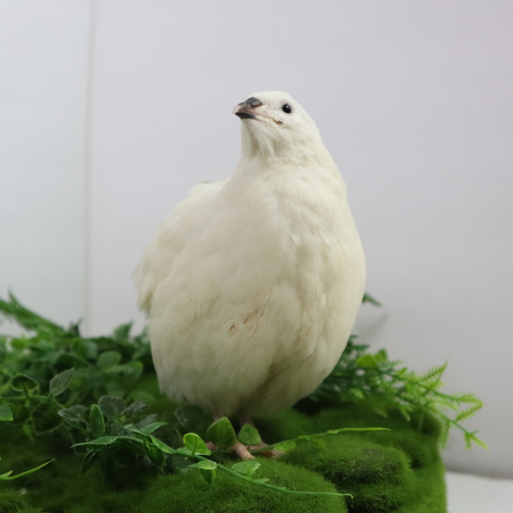 Jumbo White Coturnix Hatching Eggs - Premium Quail Eggs for Hatching