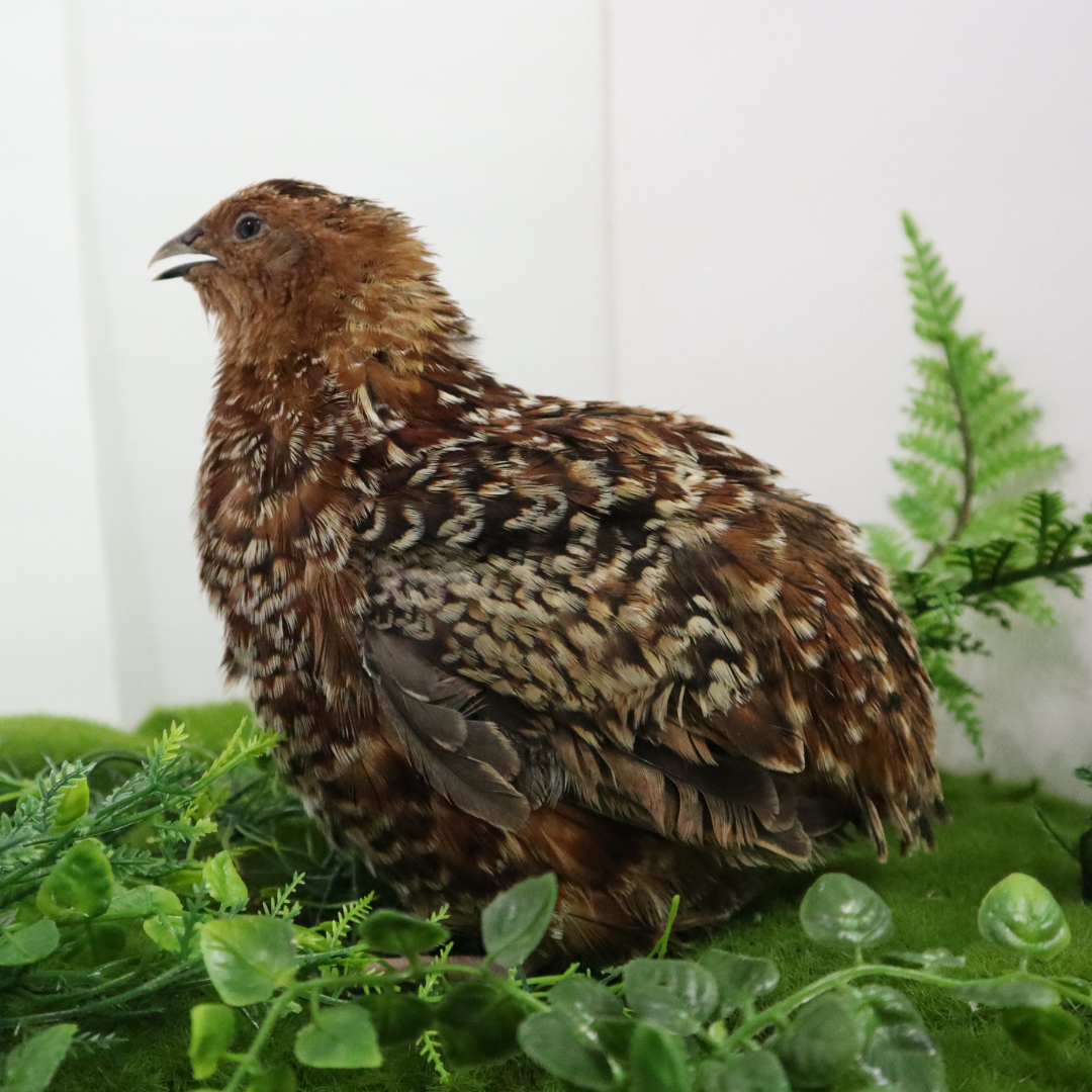 German Chocolate Pansy Quail Hatching Eggs – Fertile Coturnix Eggs for