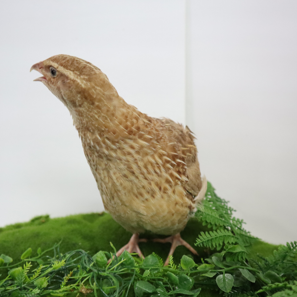 Ginger Quail Hatching Eggs