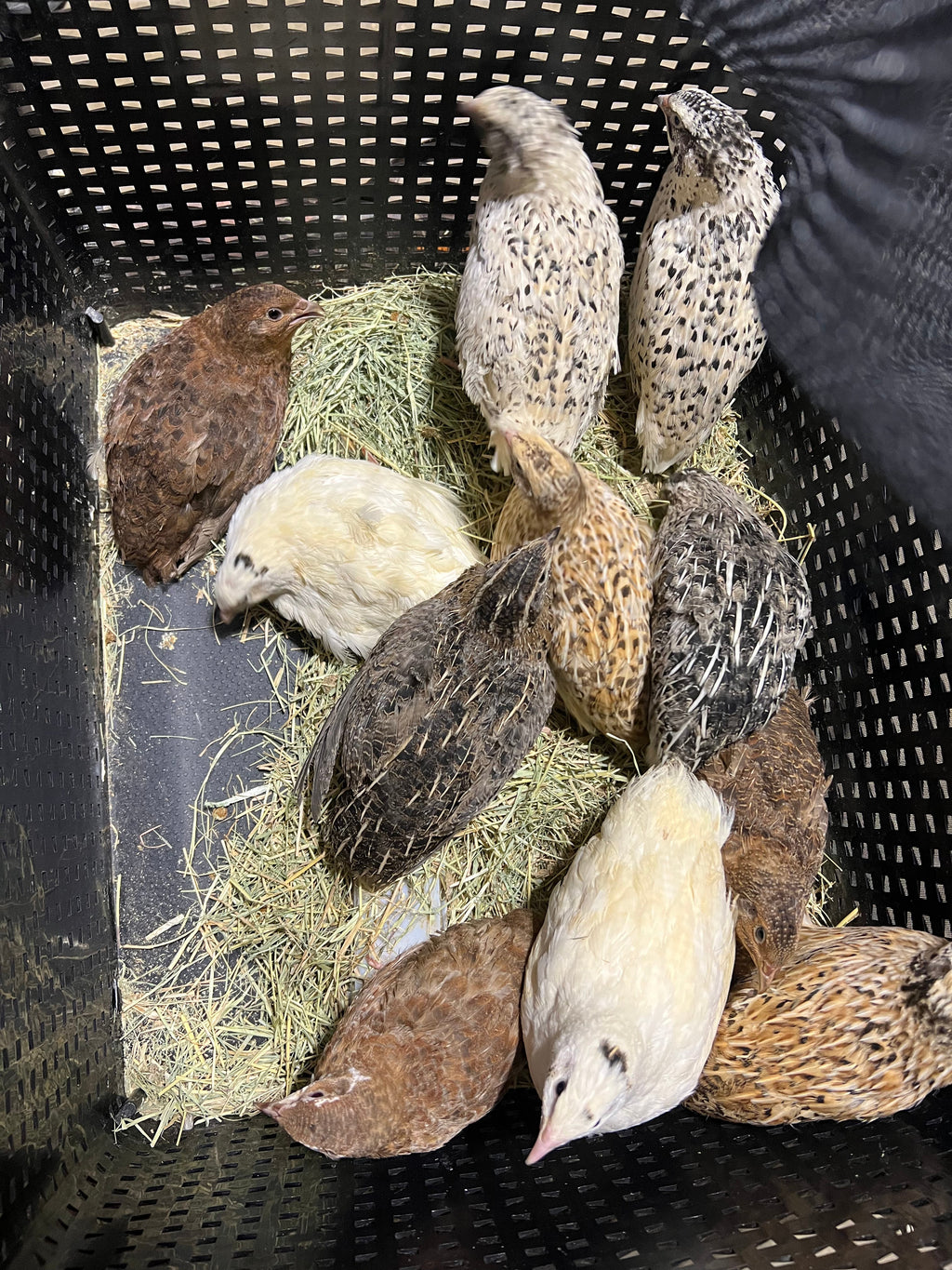 Jumbo Hatching Eggs Mixed Colors Hens Choice