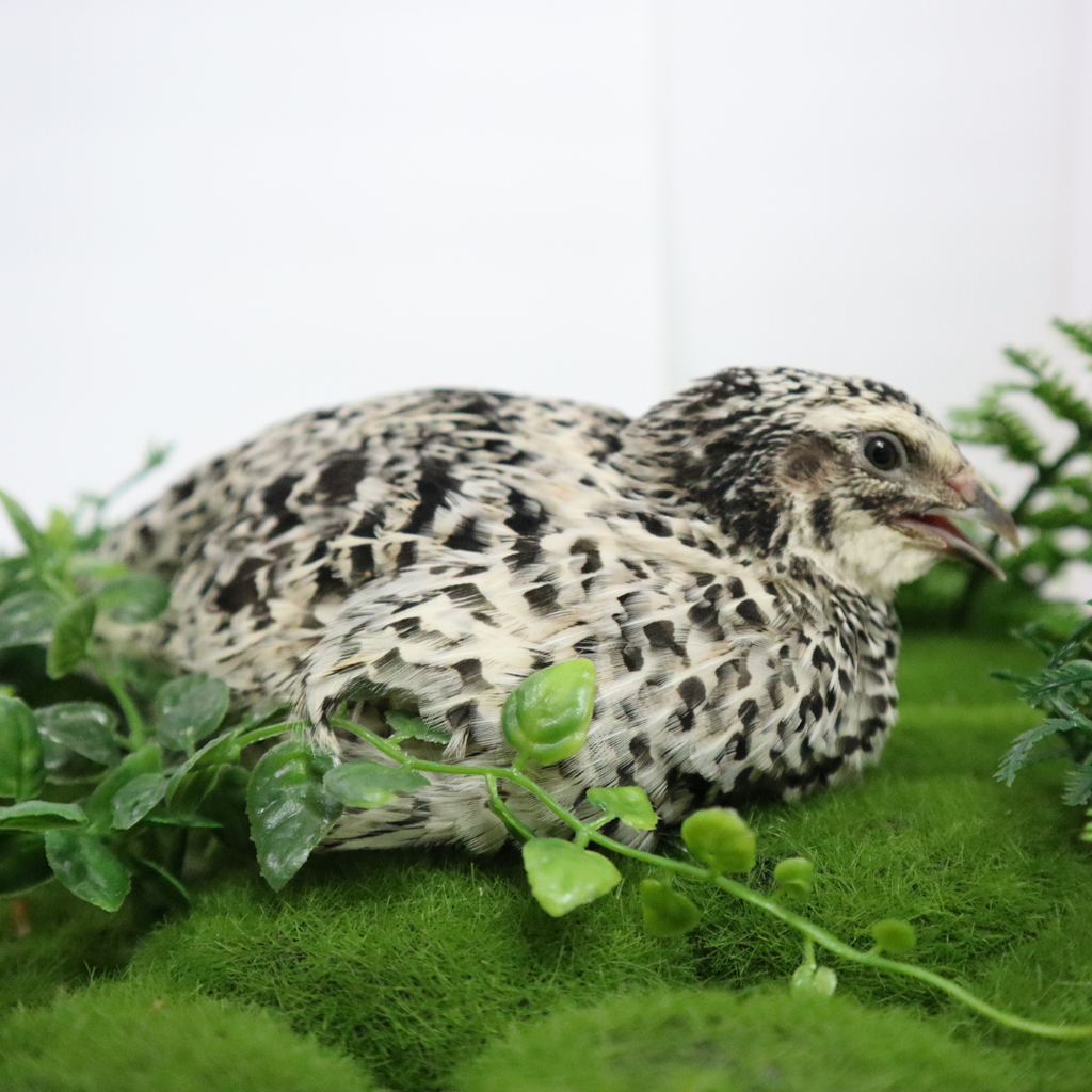 Pearl Pansy Quail Hatching Eggs