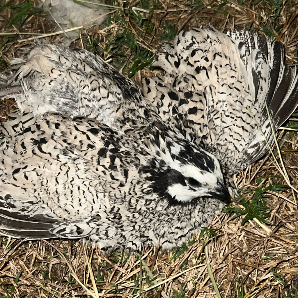 Rare Snowflake Bobwhite Quail Hatching Eggs ️
