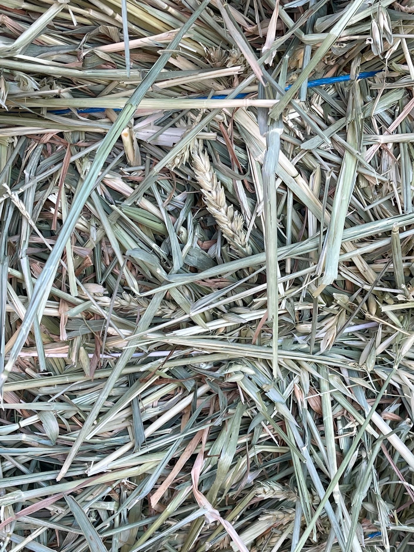 Orchard Grass Hay